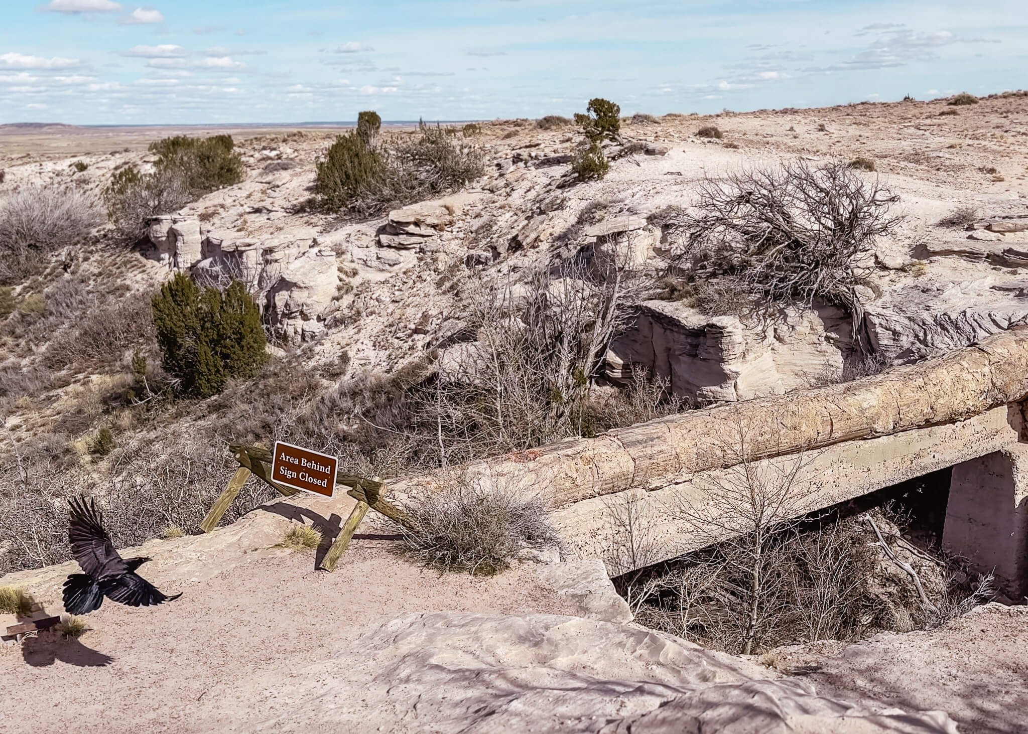 Things to do in Petrified Forest National Park - Rock a Little Travel