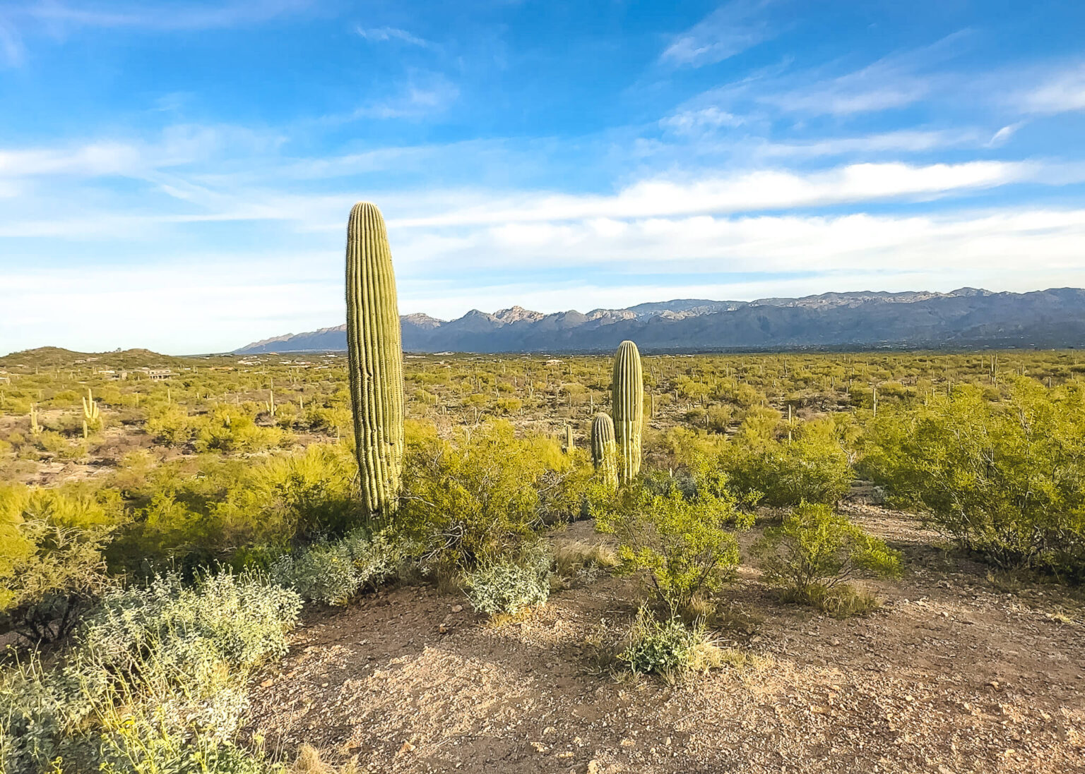 One Day in Saguaro National Park - Rock a Little Travel
