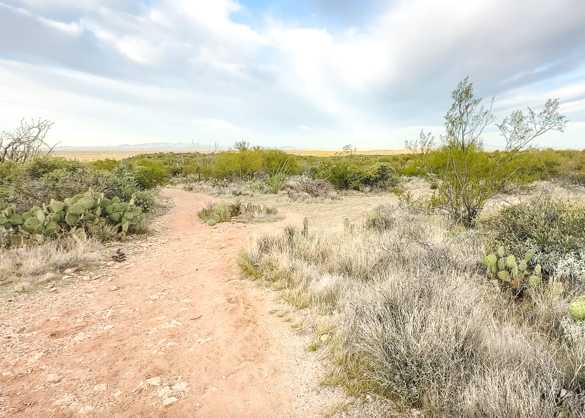 One Day in Saguaro National Park - Rock a Little Travel
