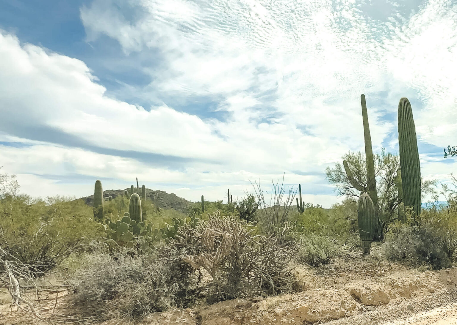One Day in Saguaro National Park - Rock a Little Travel